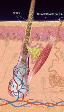 Ghiandole sebacee - CAPELLI E CUOIO CAPELLUTO - Area scientifica Cesare ...