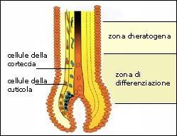 Structure and chemical composition of hair